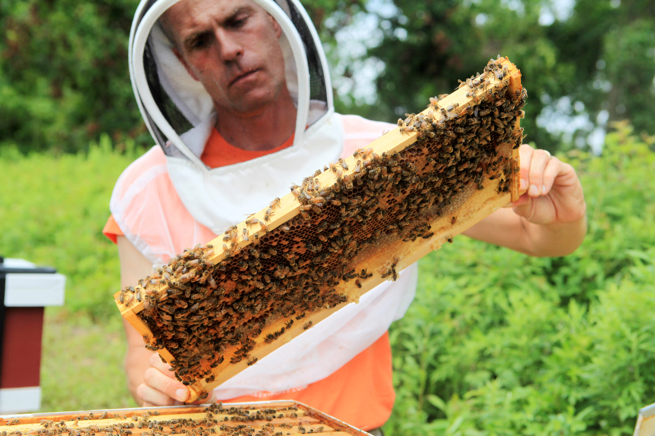 Hive Dive : The Peasant Wife - The Peasant Wife