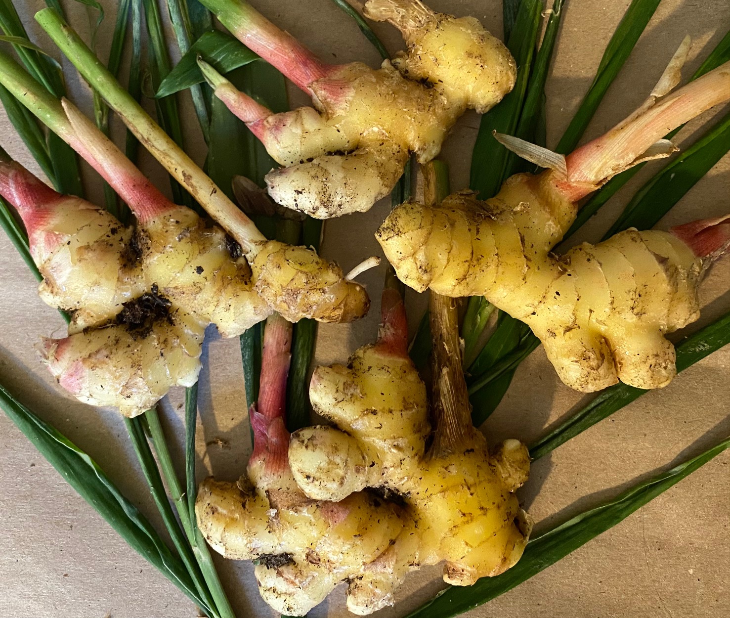 Ginger Up : The Peasant Wife - The Peasant Wife