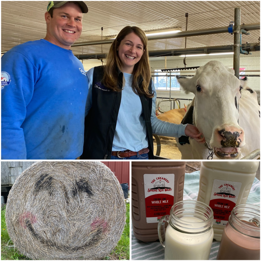 Spring Run Dairy and Creamery : The Peasant Wife - The Peasant Wife