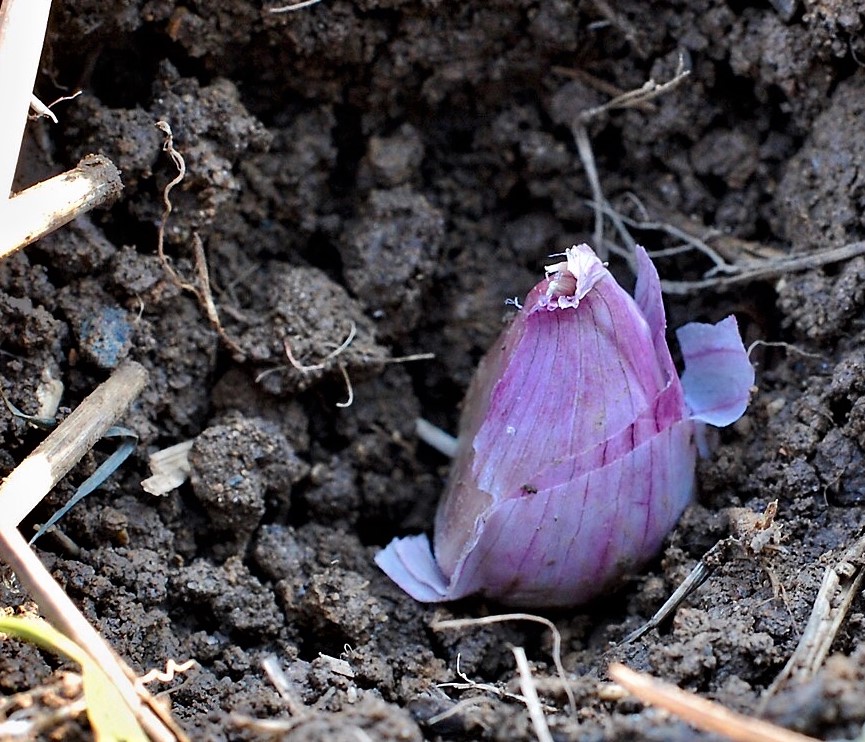 Stop and Smell the Garlic : The Peasant Wife - The Peasant Wife
