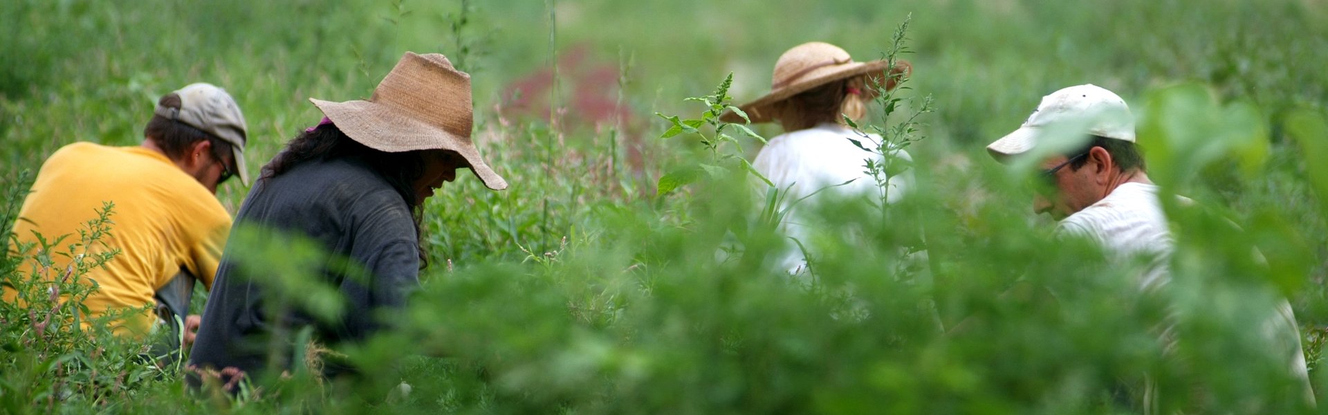 CSG at Genesis Hosts Open House : The Peasant Wife - The Peasant Wife
